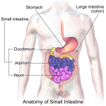 Small Intestine Surgery: Treatment Options for Intestinal Disorders ...
